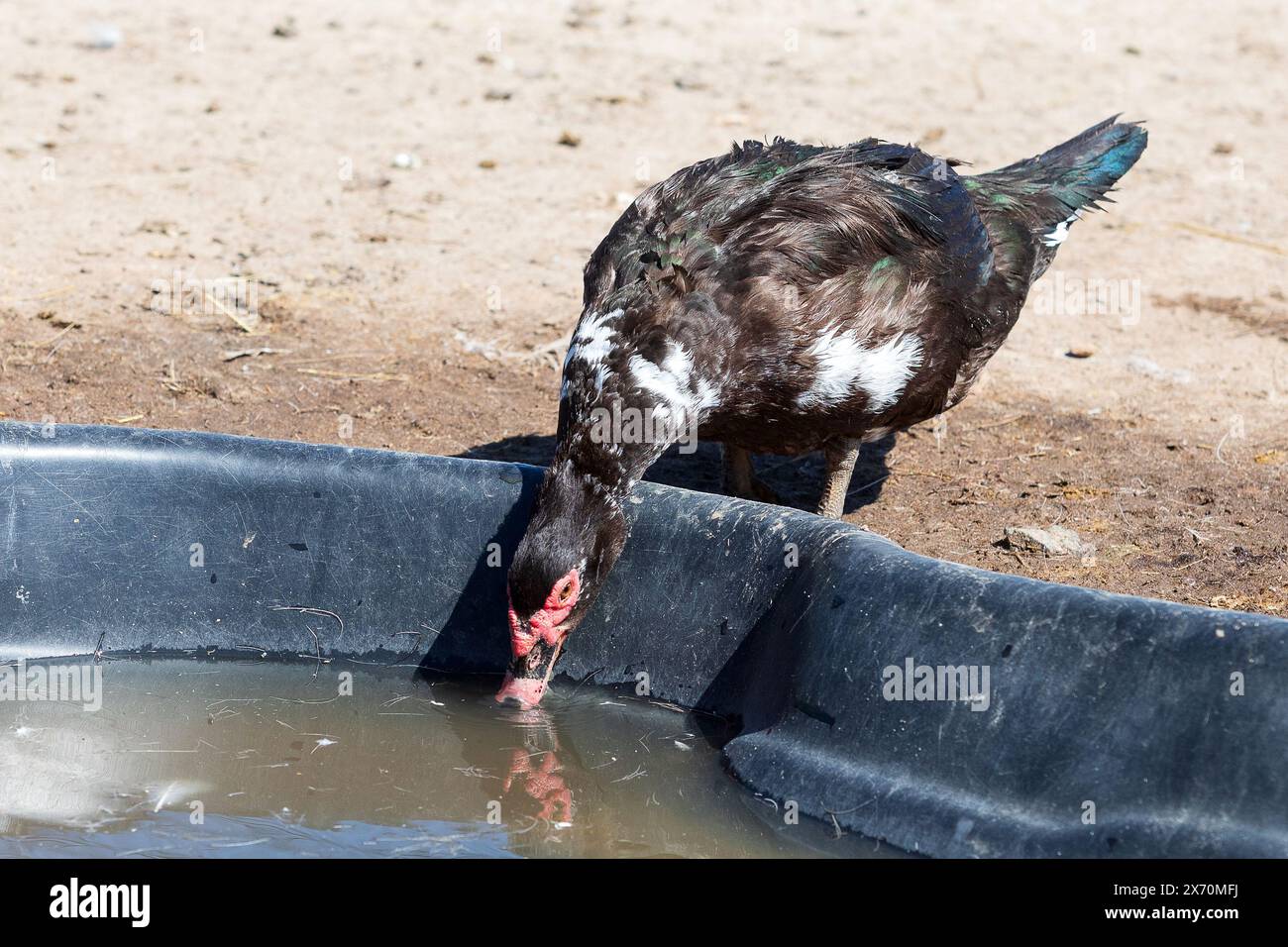 Water trough for wild animals hi-res stock photography and images - Alamy