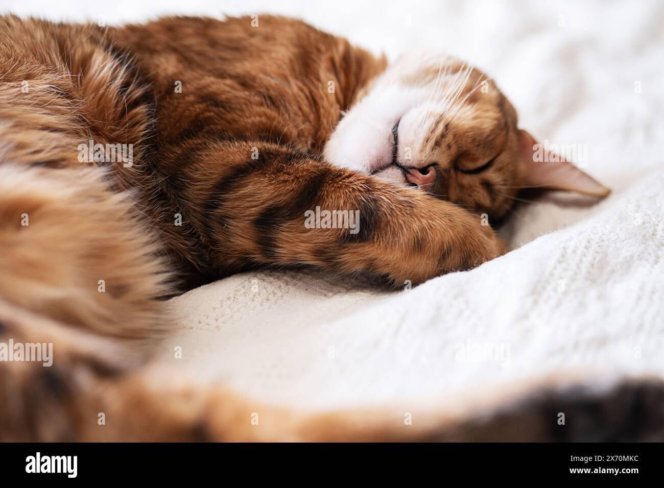 Cute napping bengal cat in bed Stock Photo - Alamy