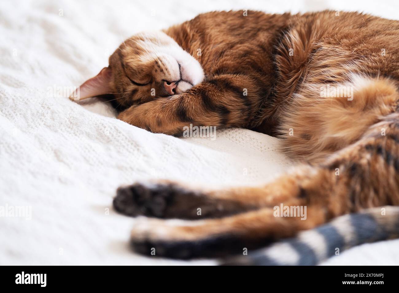 Cute napping bengal cat in bed Stock Photo - Alamy