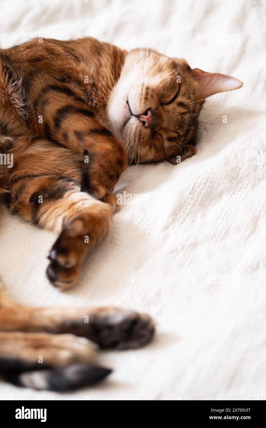 Cute napping bengal cat in bed Stock Photo - Alamy