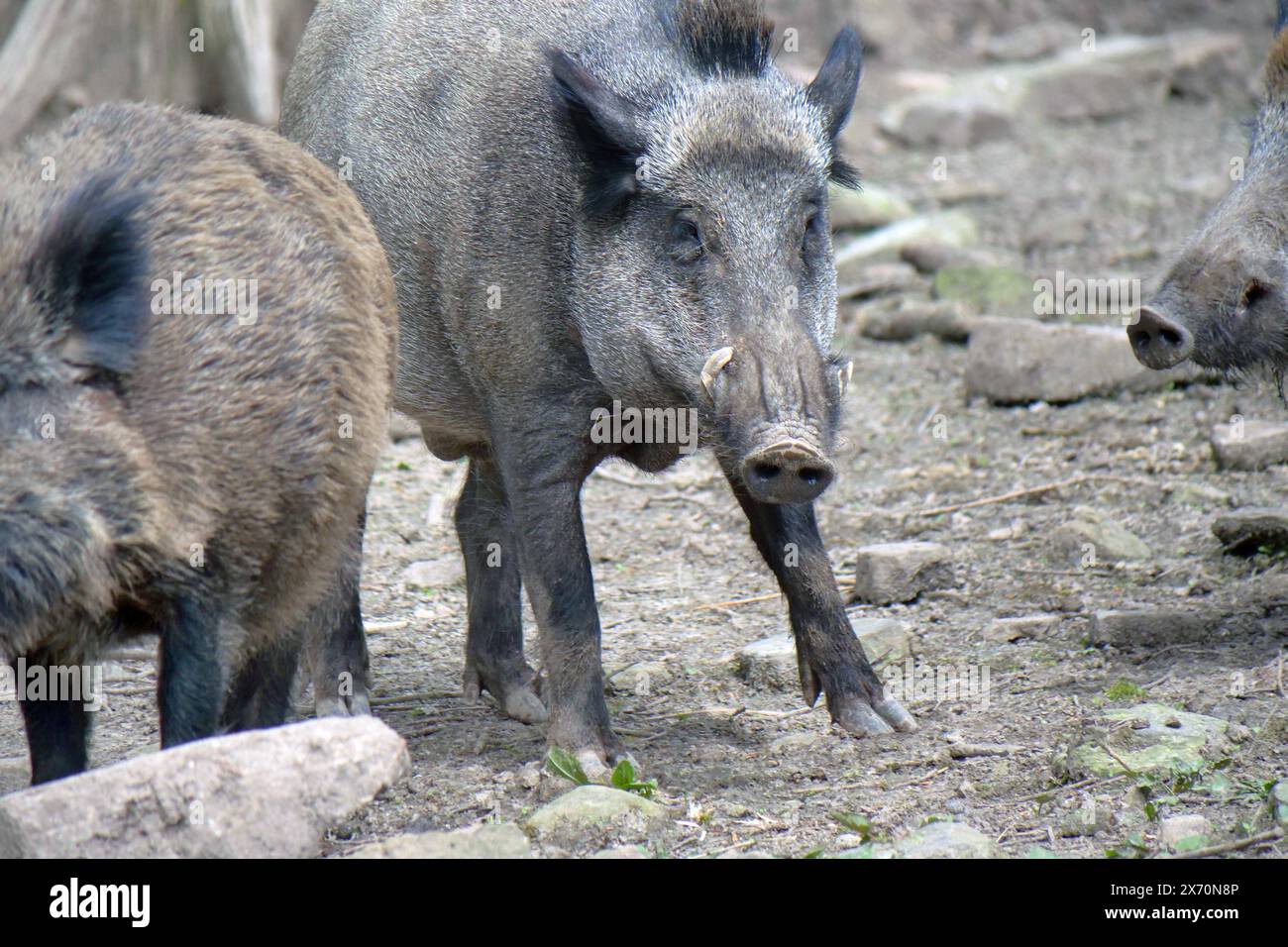 Wildschwein in freier Natur im Fruehling Wildschwein in freier Natur ...