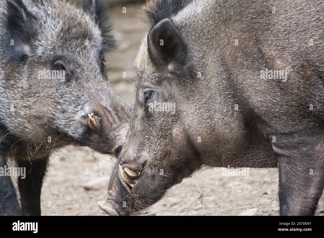 Wildschwein in freier Natur im Fruehling Wildschwein in freier Natur ...