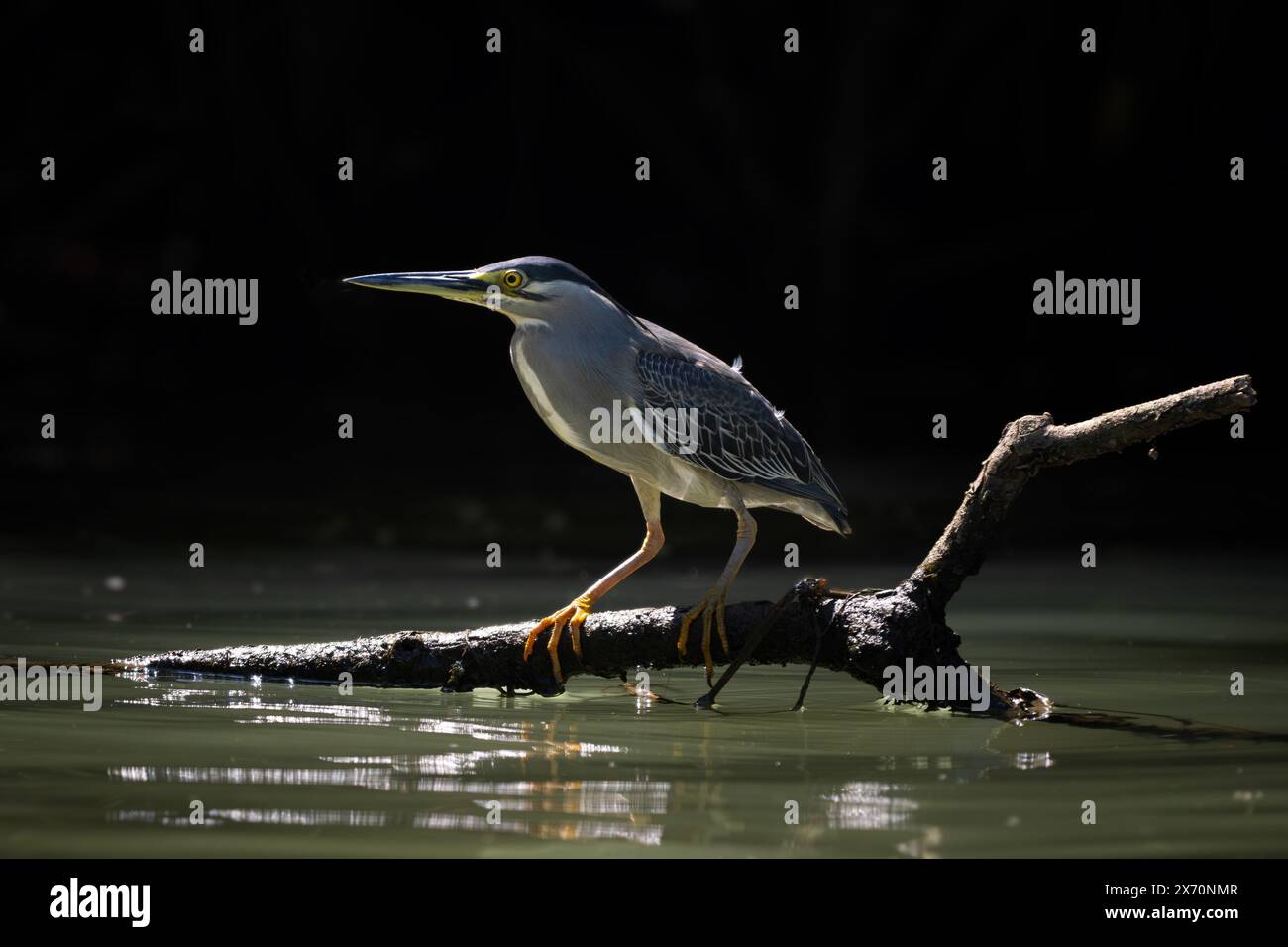 Striated Heron - Butorides striata, beautiful small heron from African ...