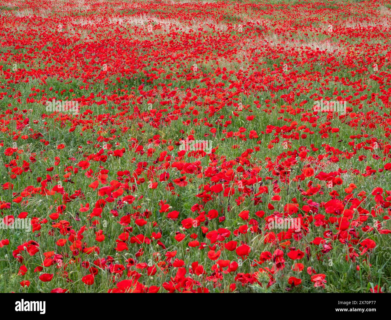 Anzac background. Remembrance Day, Memorial in New Zealand, Australia ...
