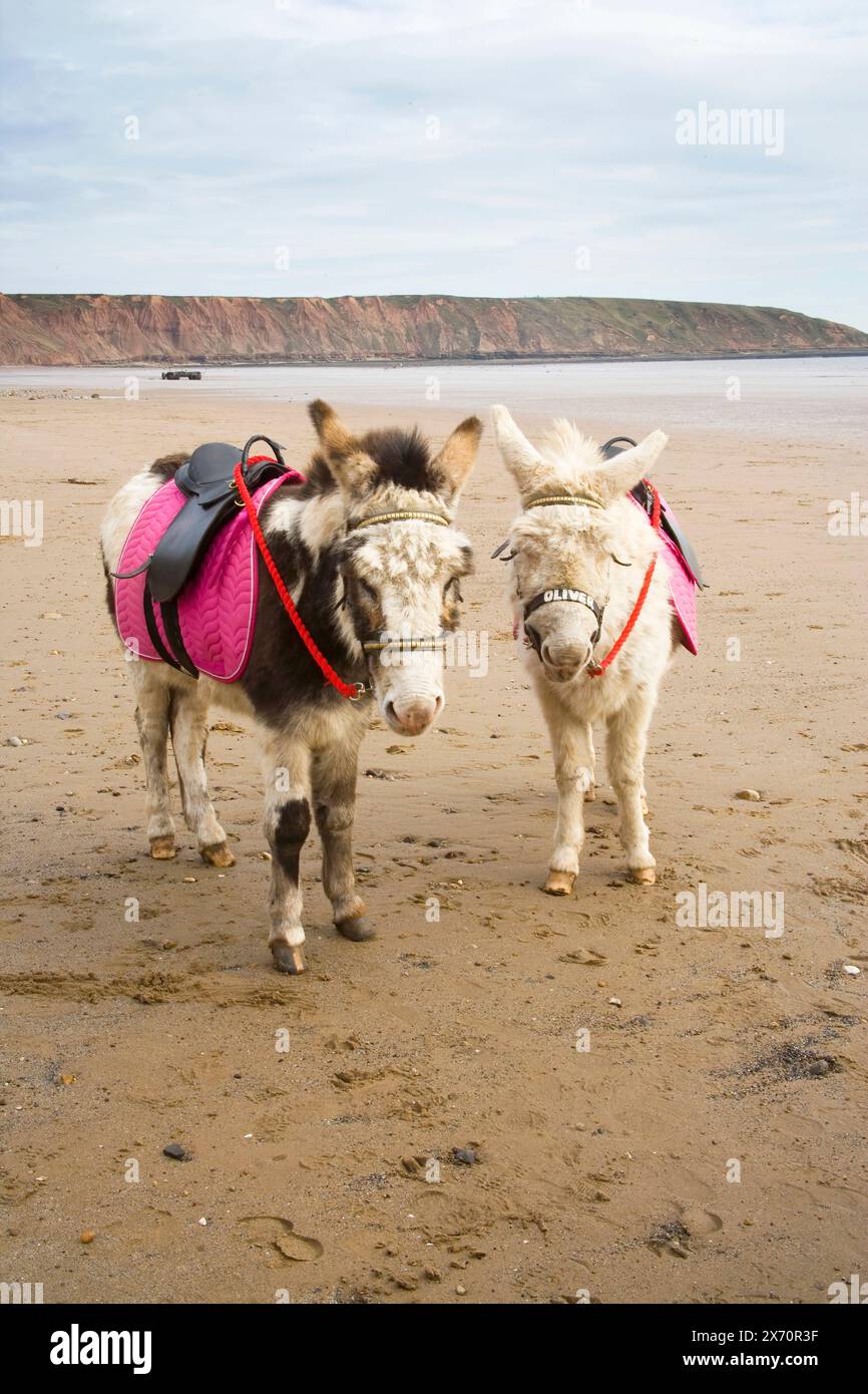 traditional donkeys on the beach in the seaside town of Filey on the ...