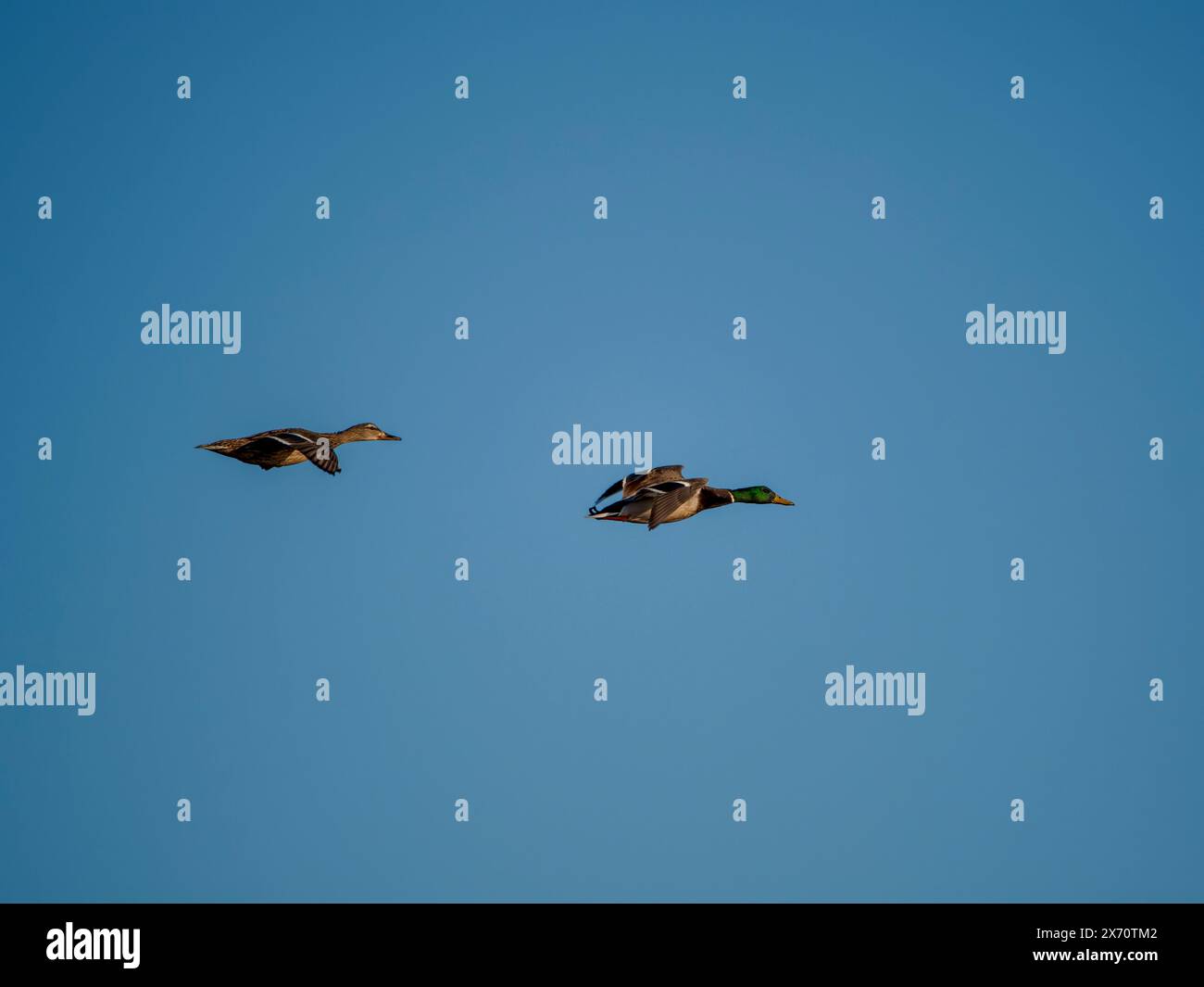 Flying duck scene hi-res stock photography and images - Alamy