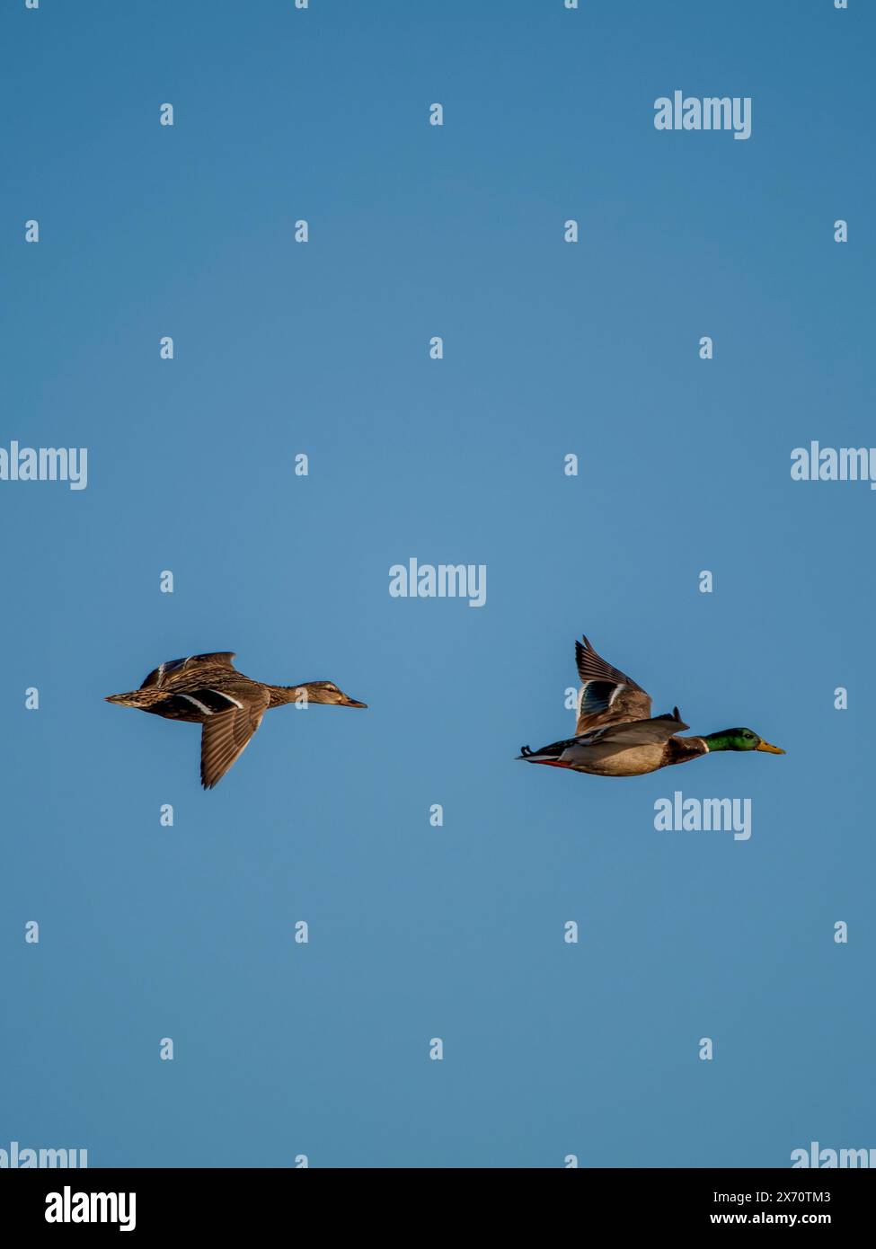 ducks flying in the blue sky Stock Photo - Alamy