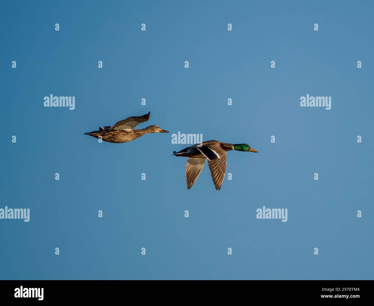 ducks flying in the blue sky Stock Photo - Alamy