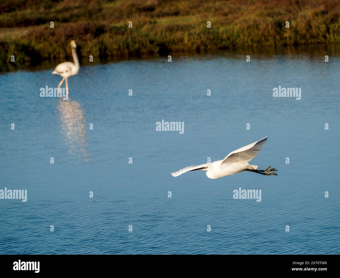 Great-throated (Ardea alba) also known as common egret. Little Egret ...