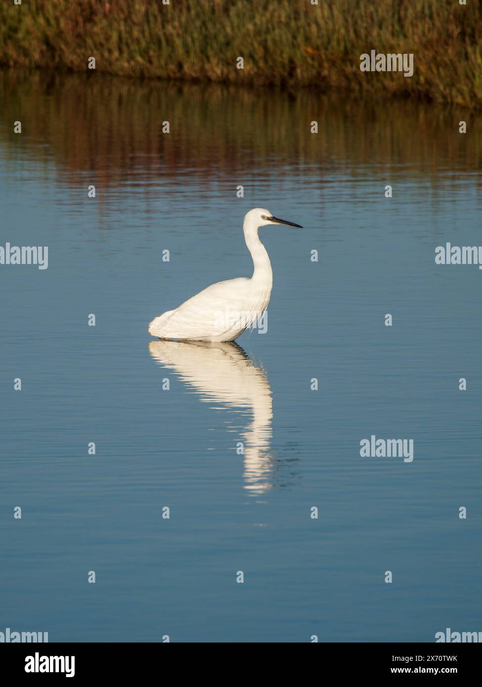 Great-throated (Ardea alba) also known as common egret. Little Egret ...