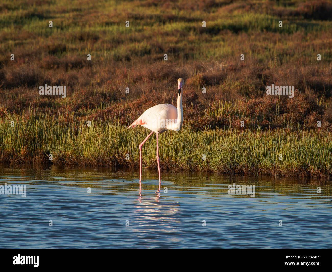 Nature wild animals scene. Flamingo in the natural habitat. Beautiful ...