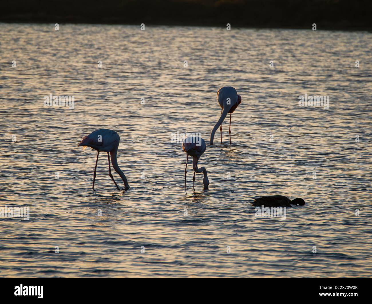 Nature wild animals scene. Flamingo in the natural habitat. Beautiful ...
