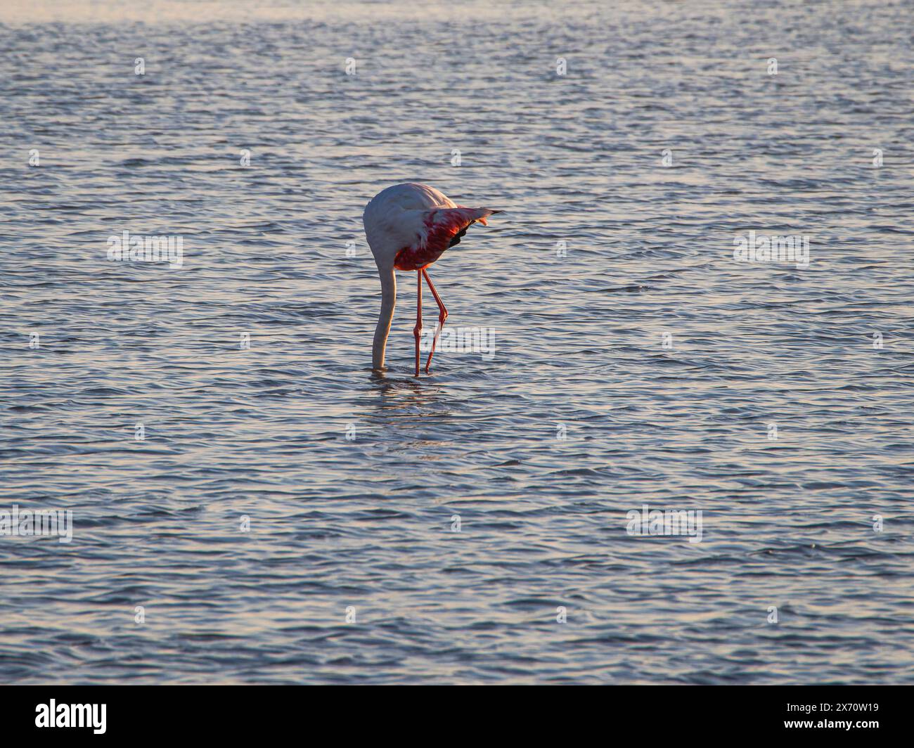Nature wild animals scene. Flamingo in the natural habitat. Beautiful ...