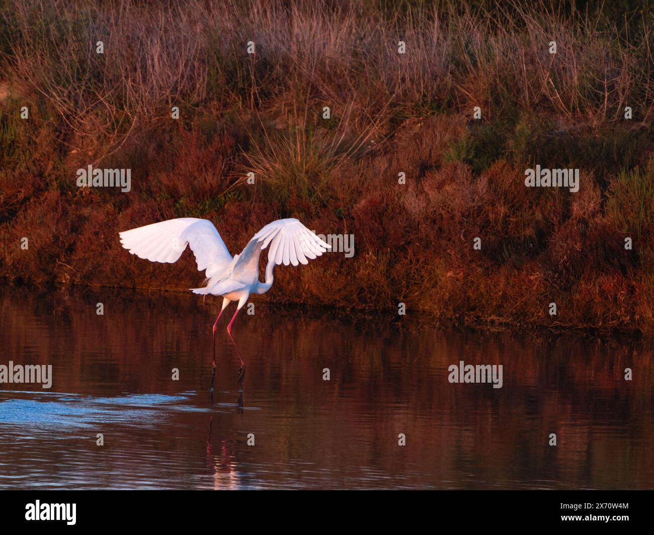 Great-throated (Ardea alba) also known as common egret. Little Egret ...