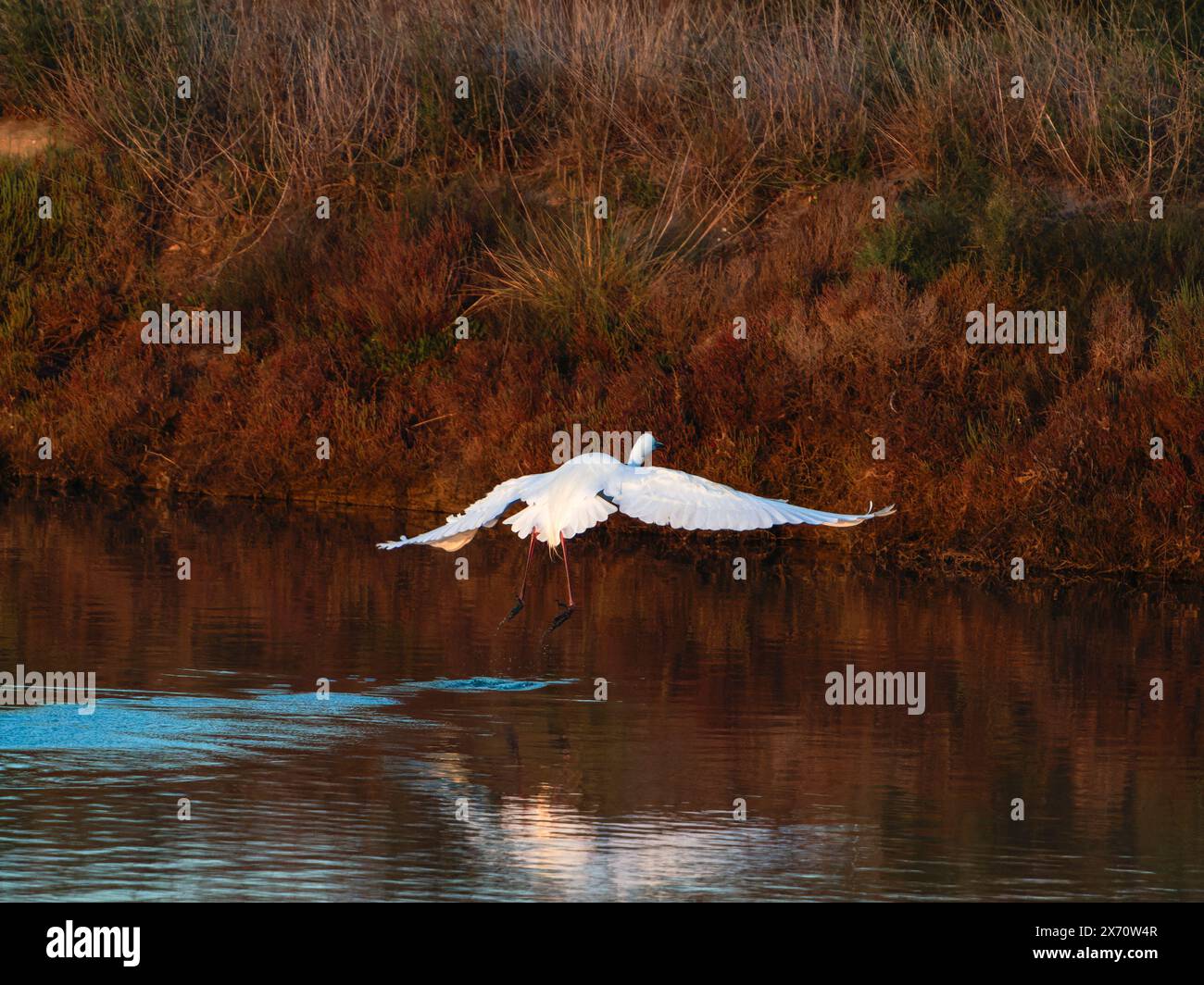 Great-throated (Ardea alba) also known as common egret. Little Egret ...