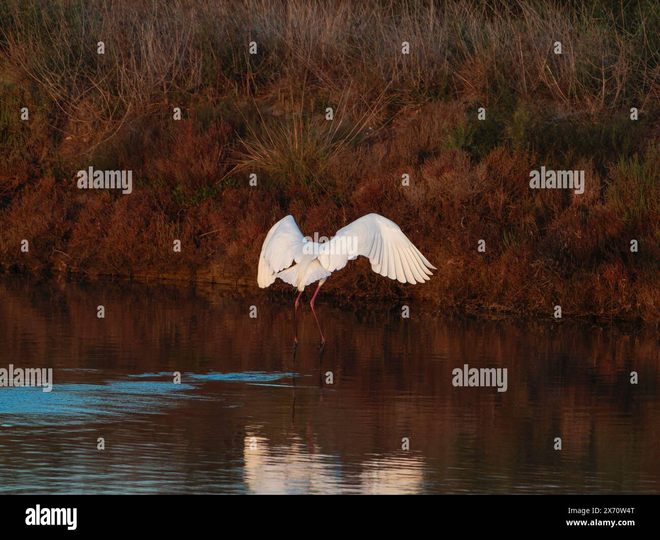 Great-throated (Ardea alba) also known as common egret. Little Egret ...