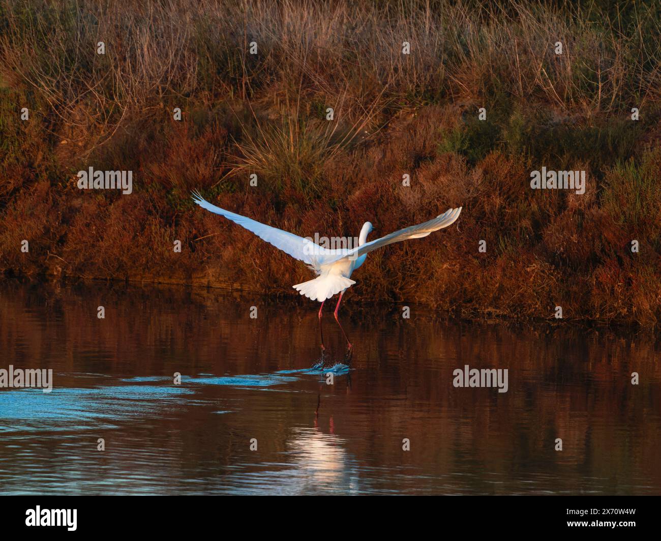 Great-throated (Ardea alba) also known as common egret. Little Egret ...