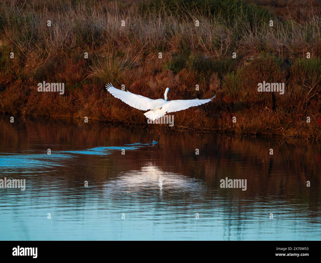 Great-throated (Ardea alba) also known as common egret. Little Egret ...