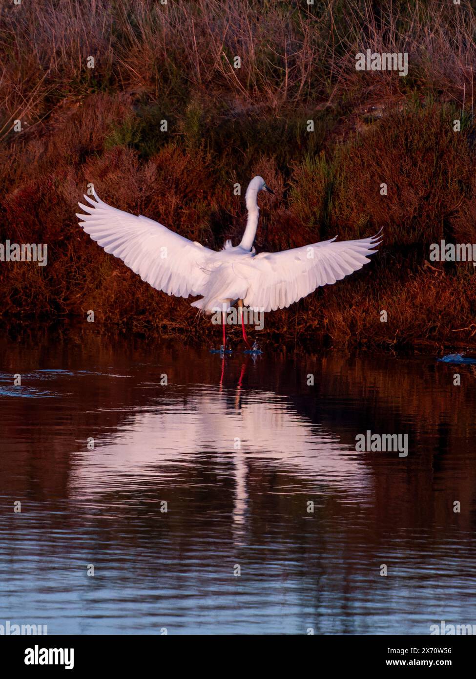 Great-throated (Ardea alba) also known as common egret. Little Egret ...