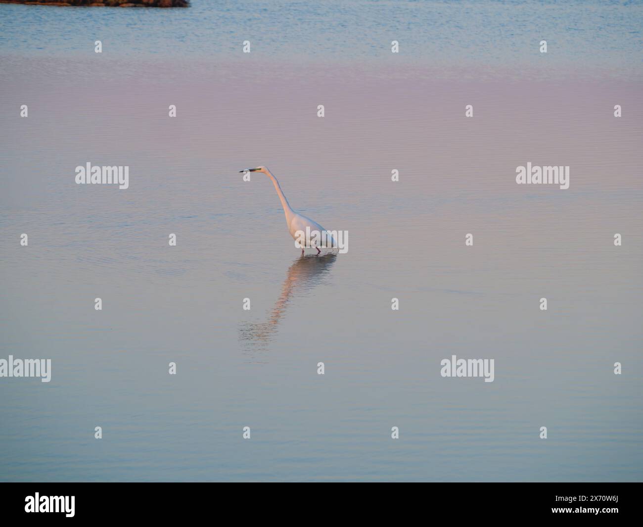 Great-throated (Ardea alba) also known as common egret. Little Egret ...