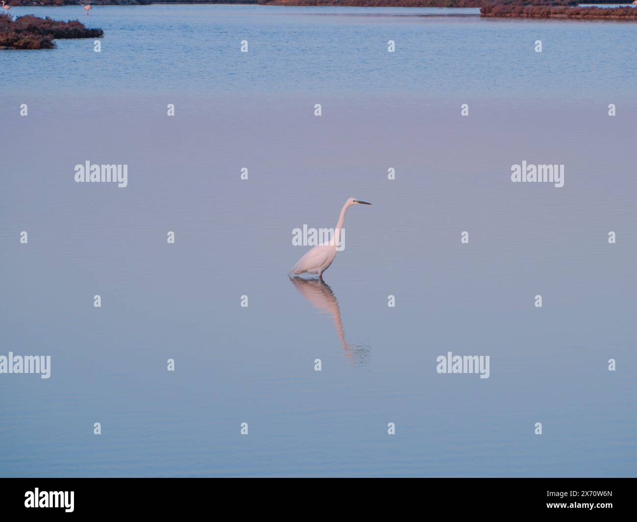 Great-throated (Ardea alba) also known as common egret. Little Egret ...