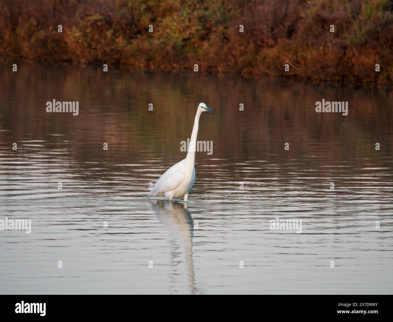 Great-throated (Ardea alba) also known as common egret. Little Egret ...