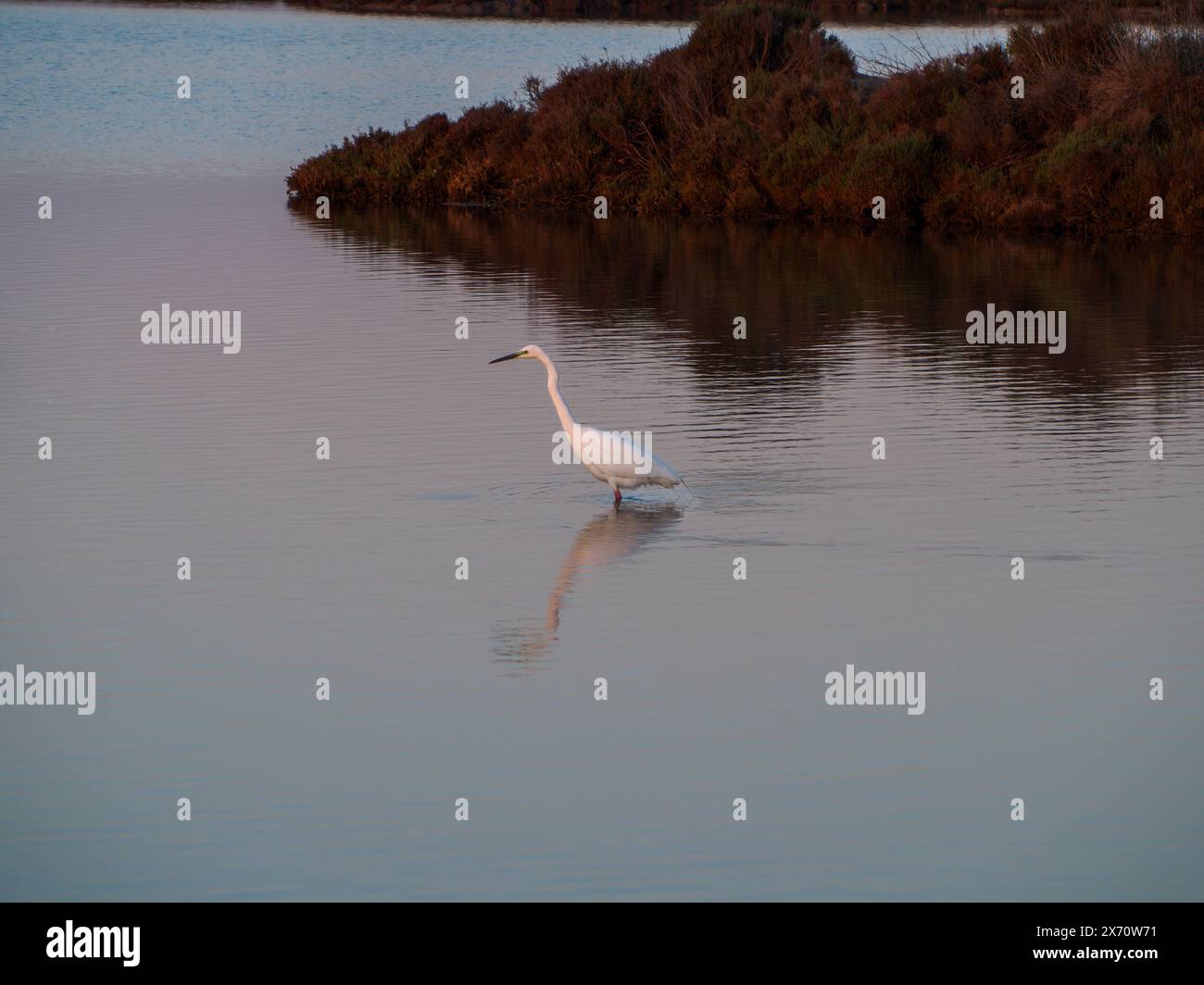 Great-throated (Ardea alba) also known as common egret. Little Egret ...