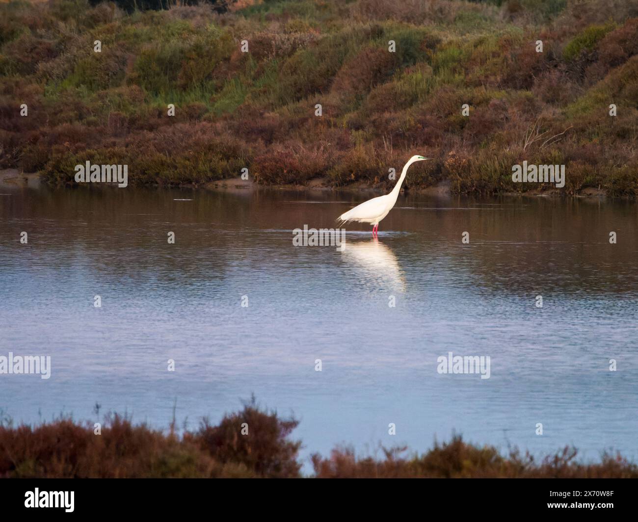 Great-throated (Ardea alba) also known as common egret. Little Egret ...