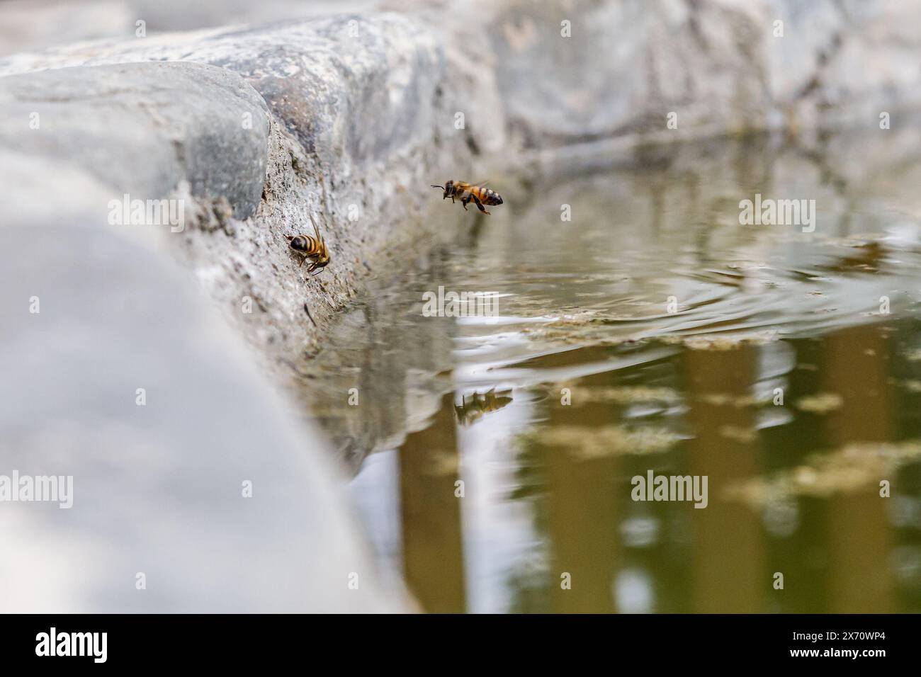 Crucial species hi-res stock photography and images - Alamy