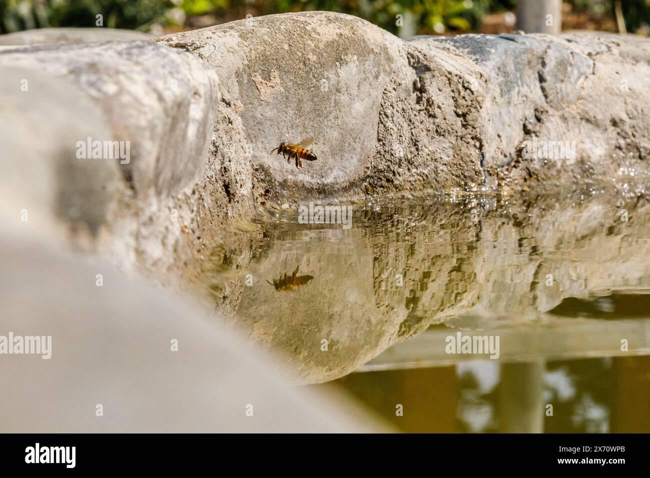 Crucial species hi-res stock photography and images - Alamy