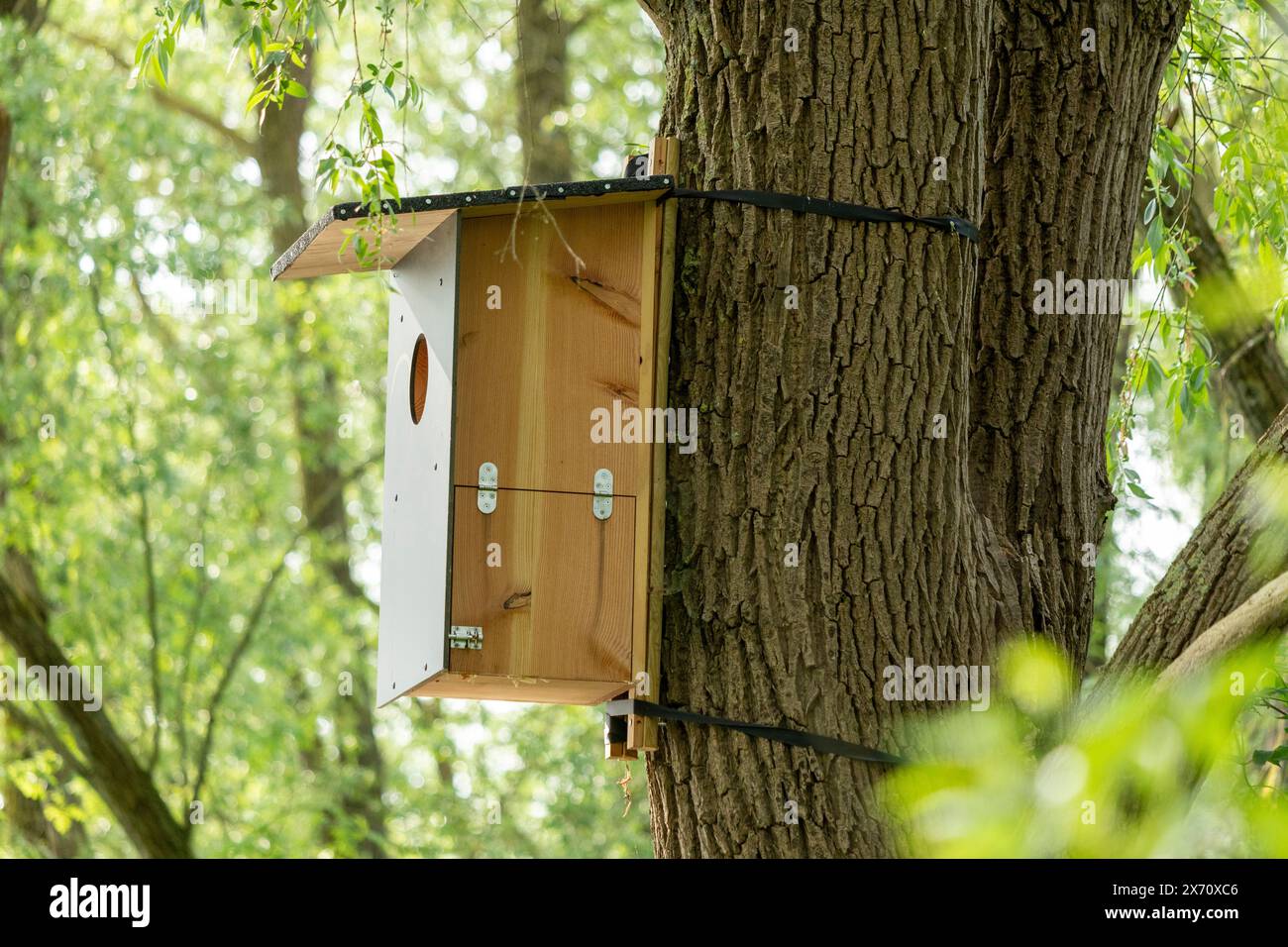 Nesting box, tree, biosphere reserve, Boizenburg, Mecklenburg ...