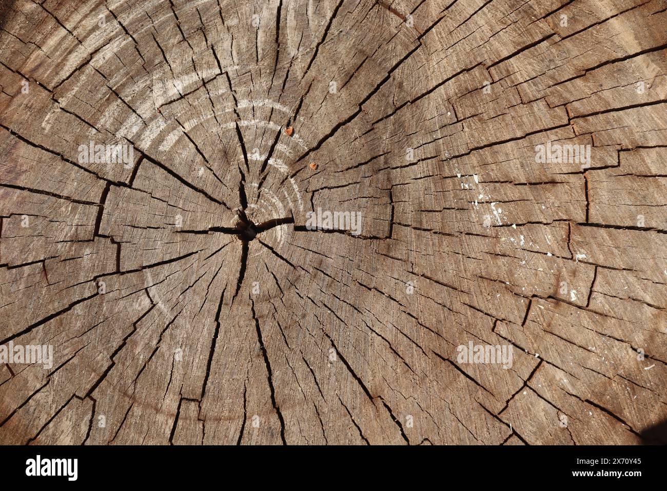 Walnut tree wooden texture hi-res stock photography and images - Alamy