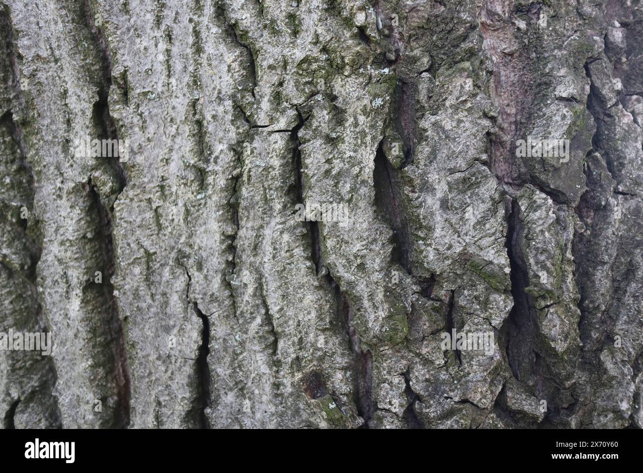 Walnut tree wooden texture hi-res stock photography and images - Alamy