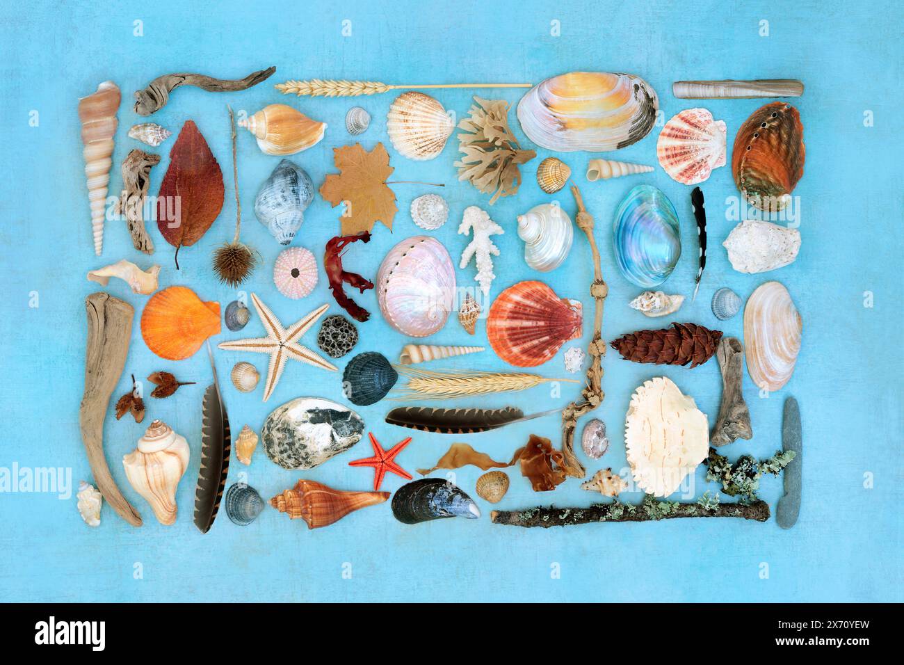 Flora and fauna collage hi-res stock photography and images - Alamy