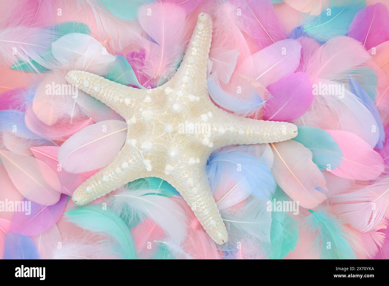 Starfish seashell and feather abstract background. Natural sea star ...