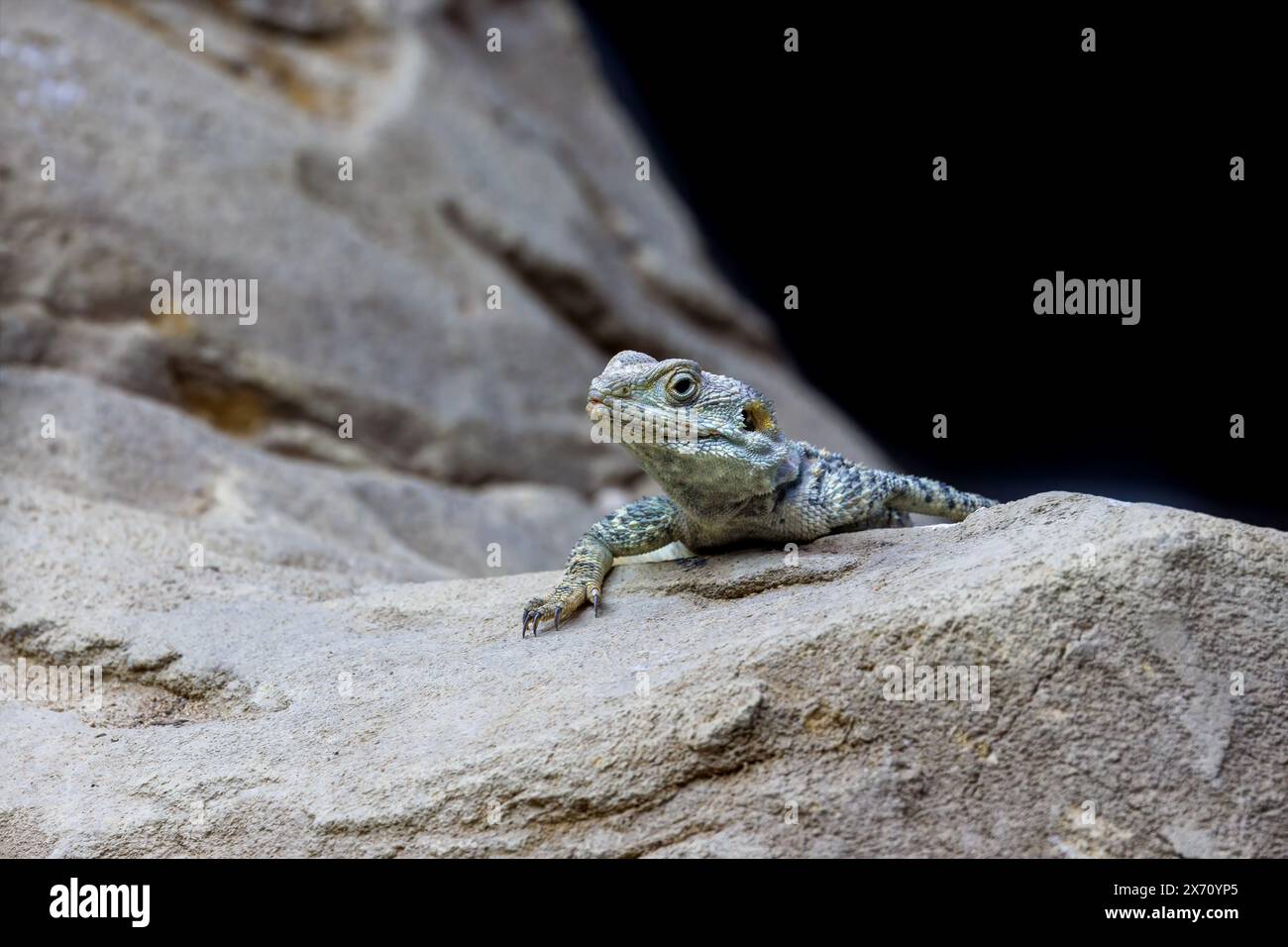 A starred agama lizard, stellagama stellio, emerging from a rock ...