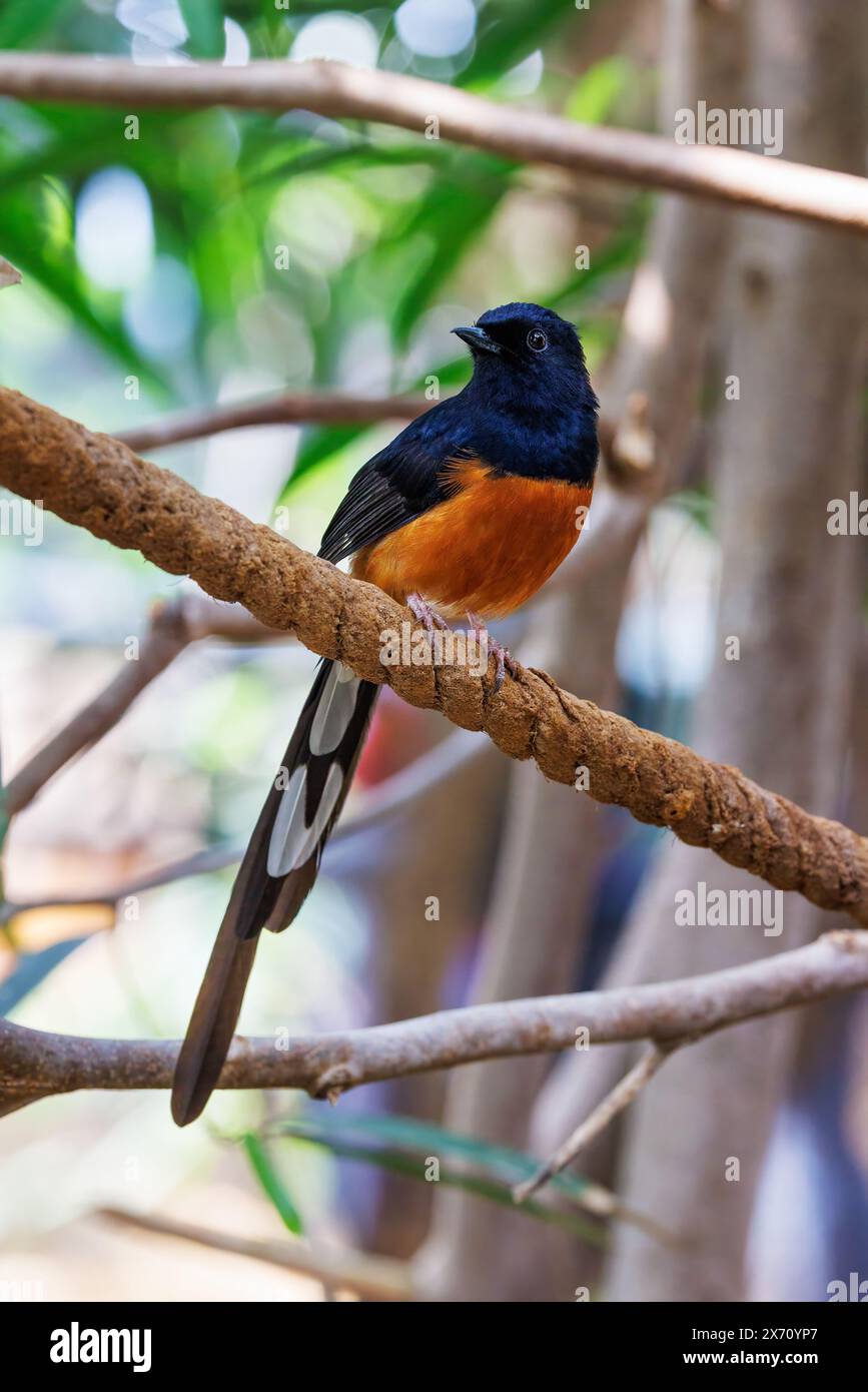 Shama bird hi-res stock photography and images - Alamy