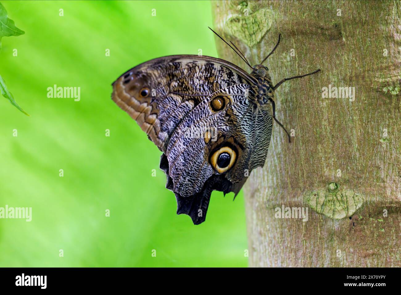 Fauna of amazon rainforests hi-res stock photography and images - Alamy