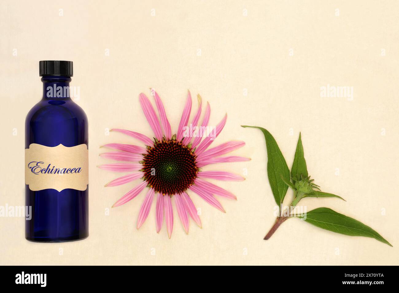 Echinacea herbal tincture for coughs colds and bronchitis remedies with ...
