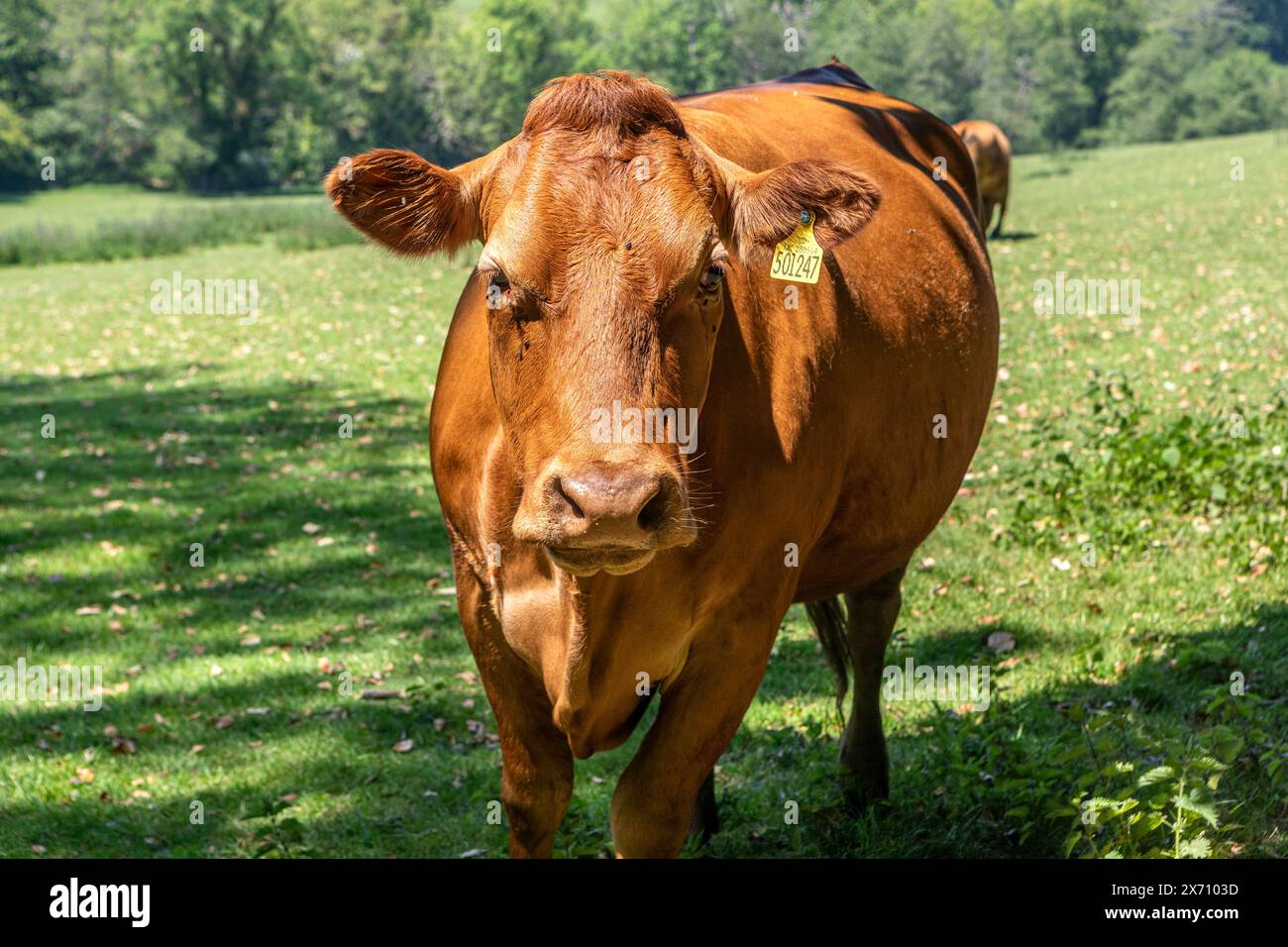 Brown cow face hi-res stock photography and images - Alamy