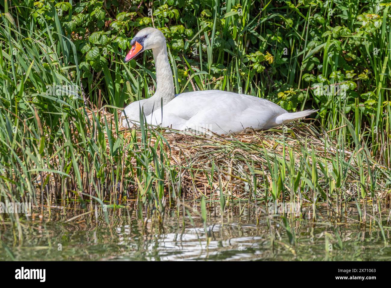 A swan sitting on a riverside nest Stock Photo - Alamy