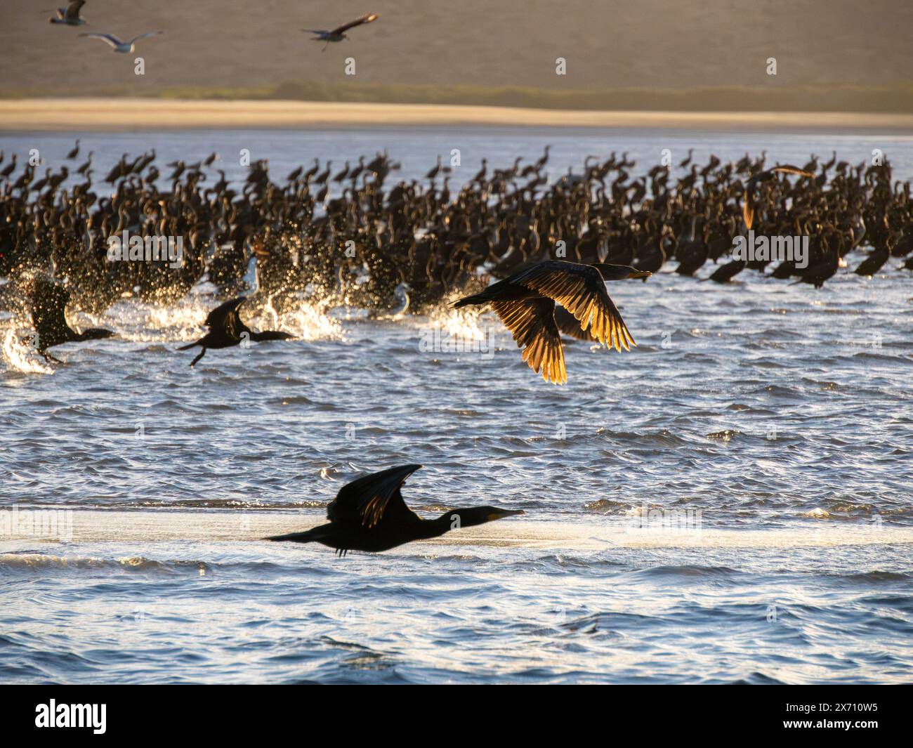 Cormorant colony in puerto chale bay Magdalena Bay baja california sur ...