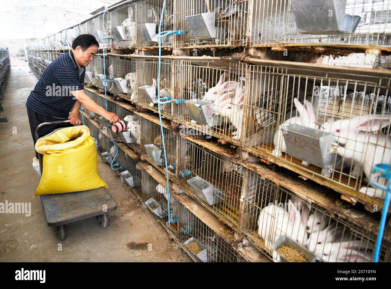 Rabbits farm china hi-res stock photography and images - Alamy