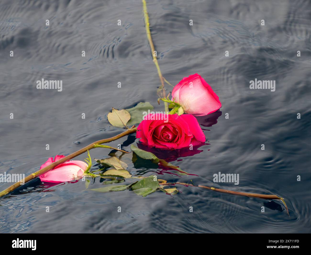 Some red roses on pacific ocean sea surface offering ceremony floating ...