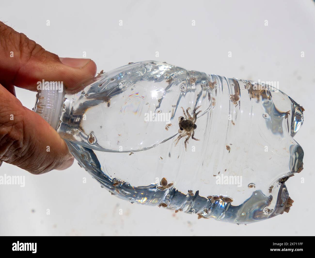 A crab and goose barnacles on plastic bottle on sea pacific ocean ...