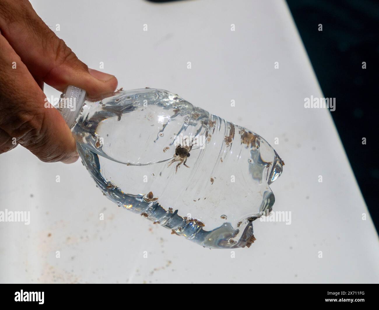 A crab and goose barnacles on plastic bottle on sea pacific ocean ...