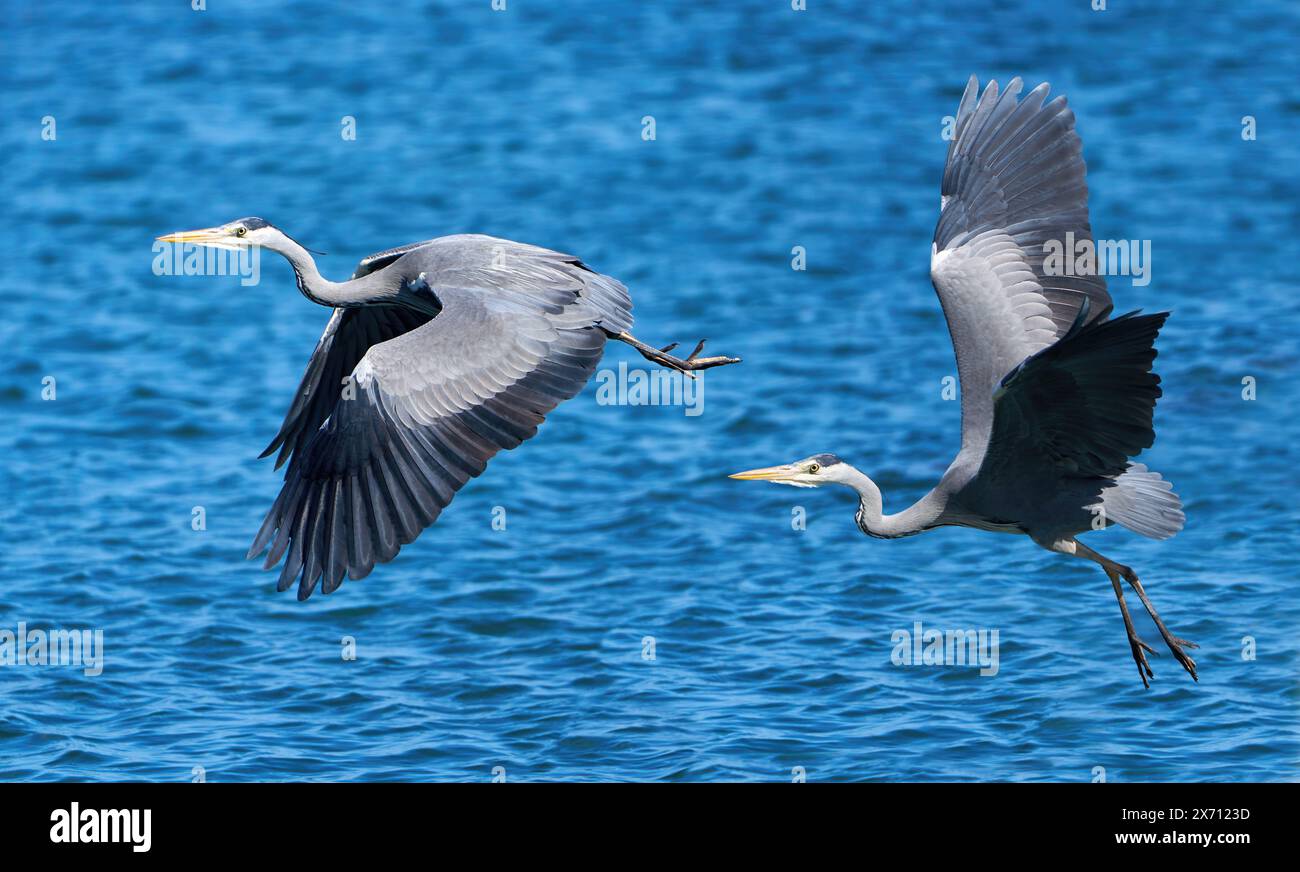 Two herons fly over sea hi-res stock photography and images - Alamy
