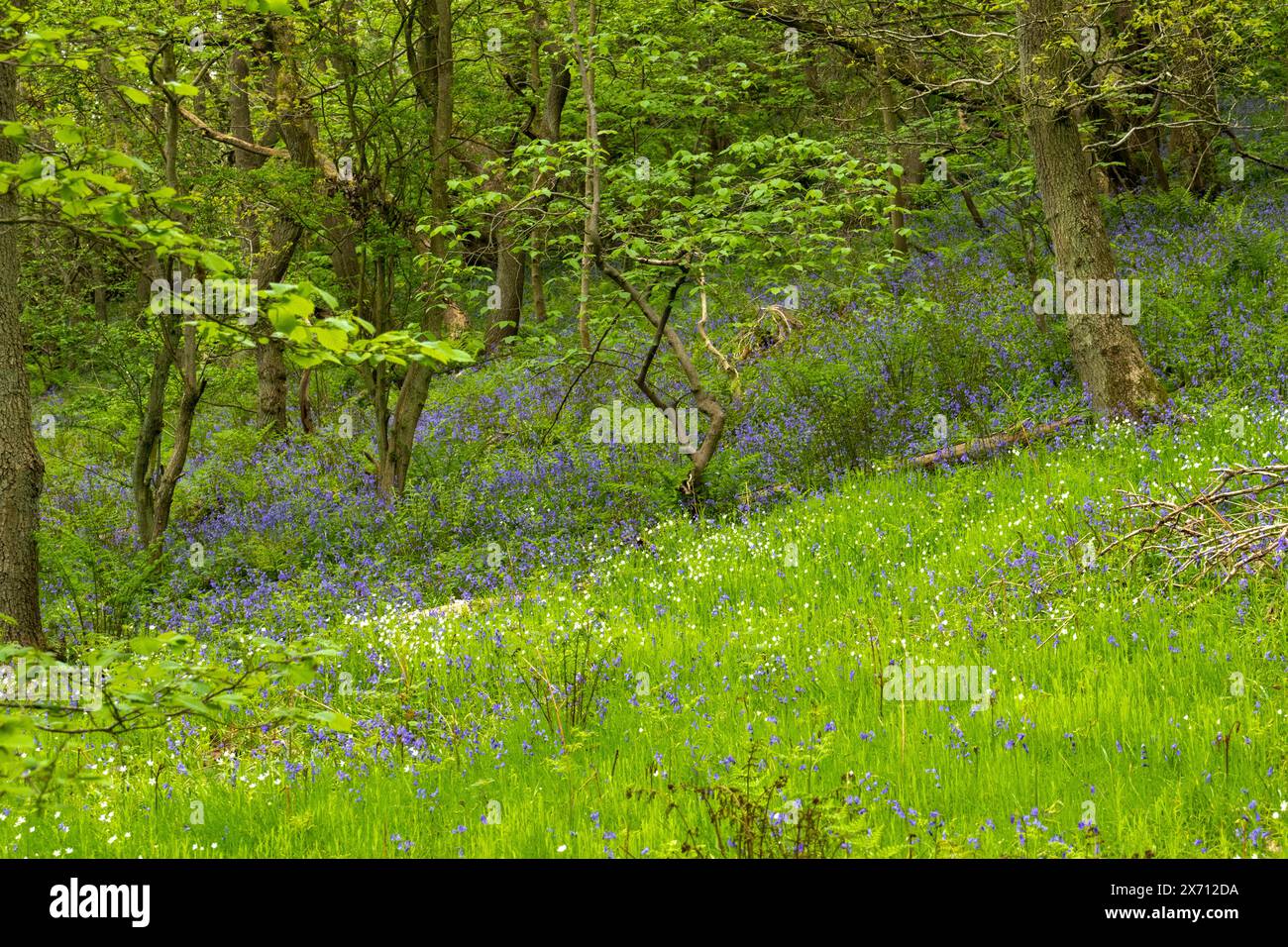 Spring in england hi-res stock photography and images - Alamy
