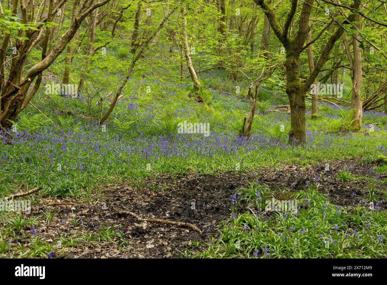 Spring in england hi-res stock photography and images - Alamy