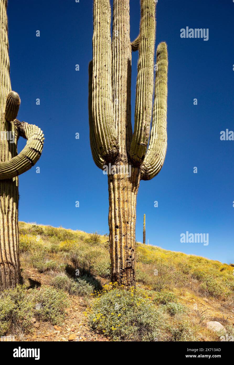 Majestic Saguaro, Saˈɣwaɾo, Carnegiea Gigantea, standing in glorious ...